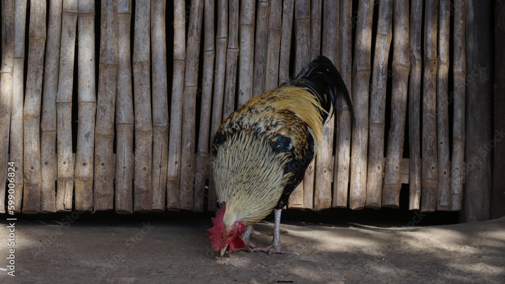 rooster of Year zodiac Rooster fighter greatest The winner man cool ...