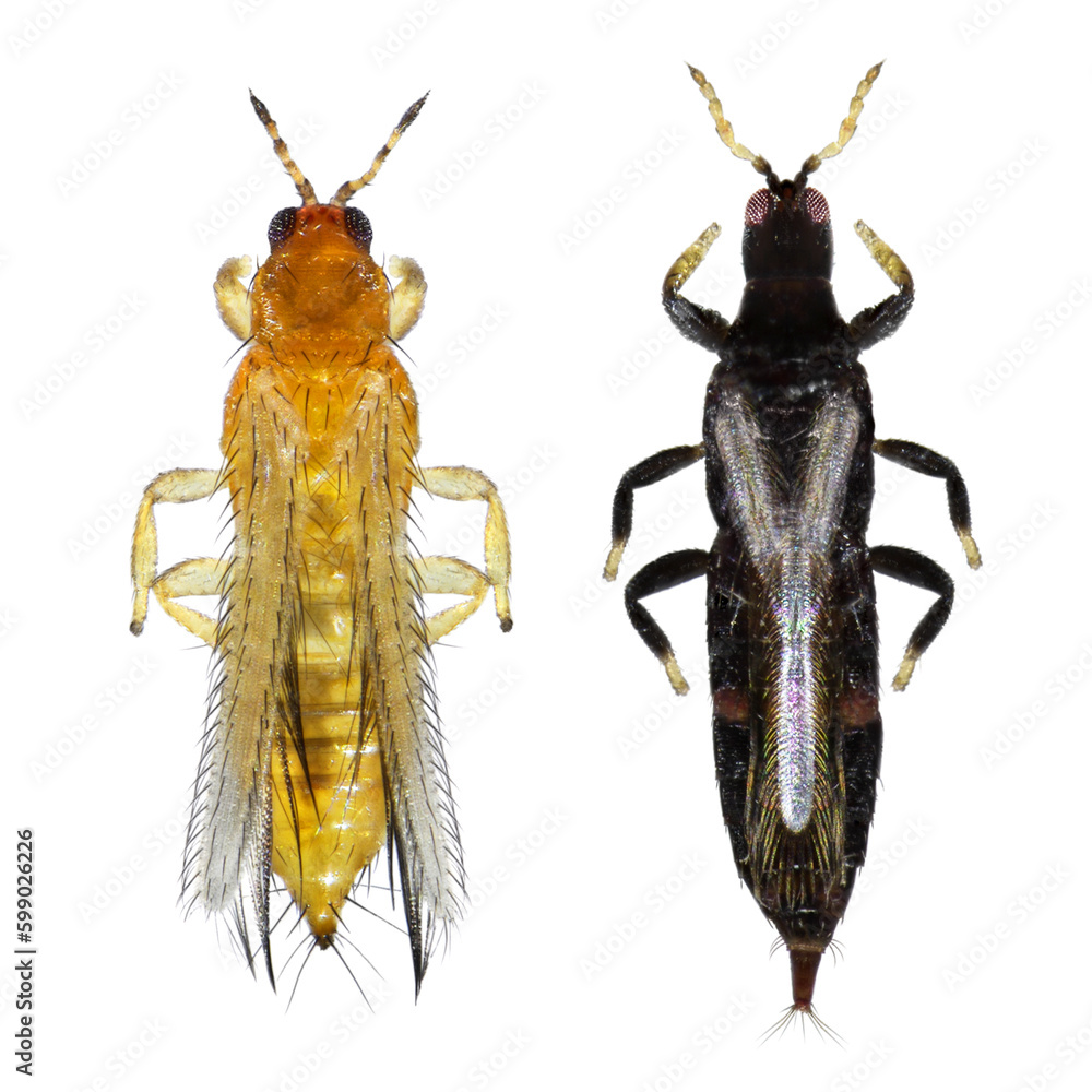 Thrips are minute, slender insect pests of fruit trees. Frankliniella ...