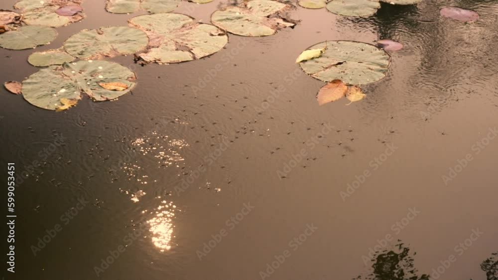 Gerridae, insects commonly known as water striders, water skeeters ...