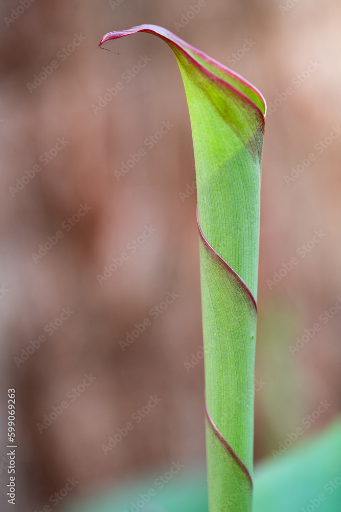 Canna indica, commonly known as Indian shot, African arrowroot, edible ...