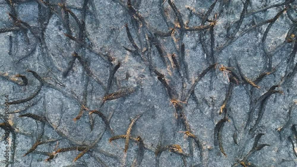 Devastated forest ground covered with ash layer and charred dead ...