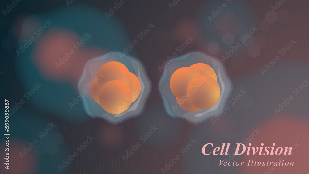Cell Division Vector Illustration Stock Vector | Adobe Stock