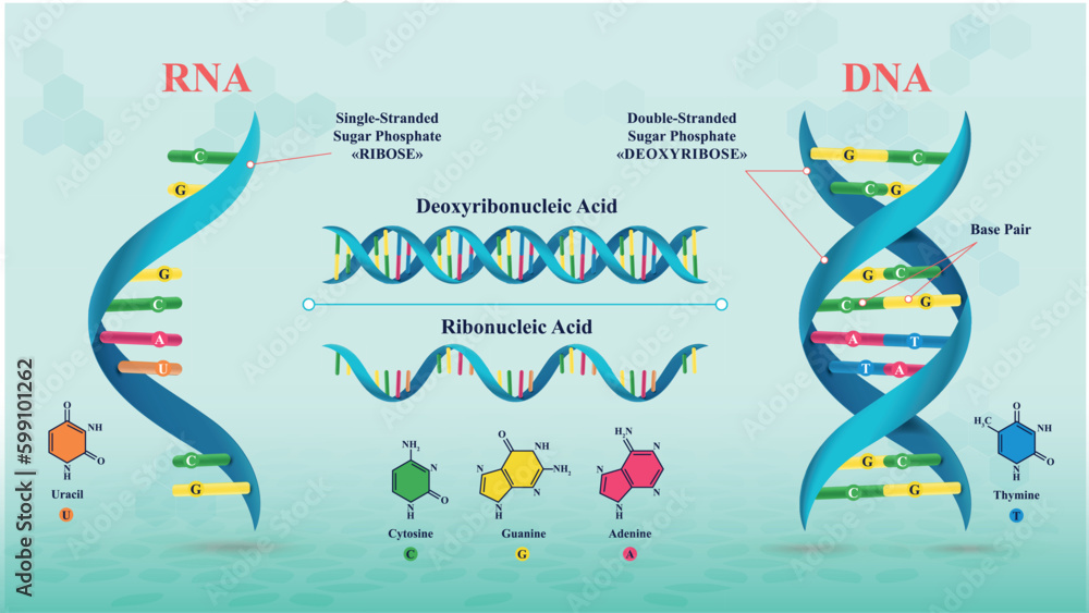 Structure of DNA and RNA and the differences between them_Type02 Stock ...