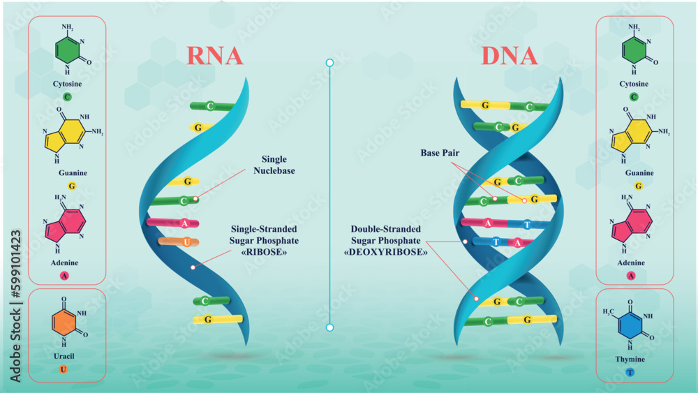 Vetor de Structure of DNA and RNA and the differences between them do ...