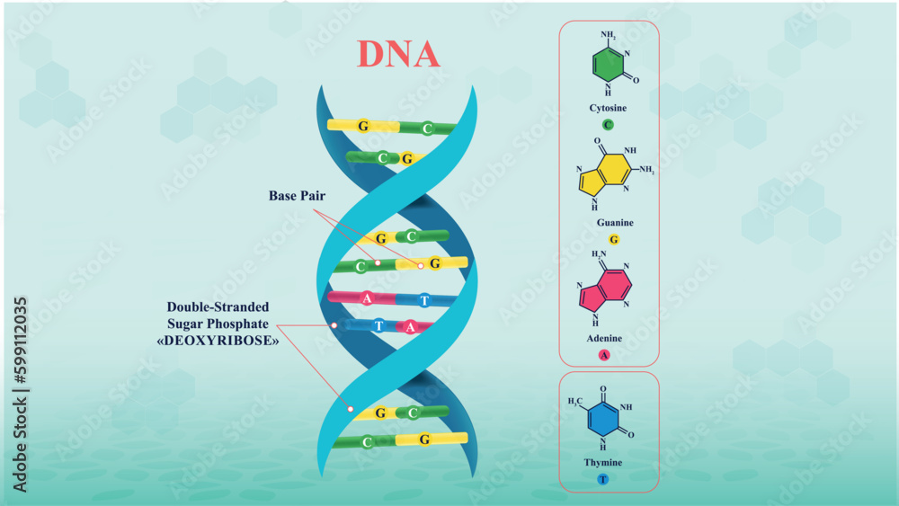 The Structure of DNA Molecule and Genetic Information, Spiral ...