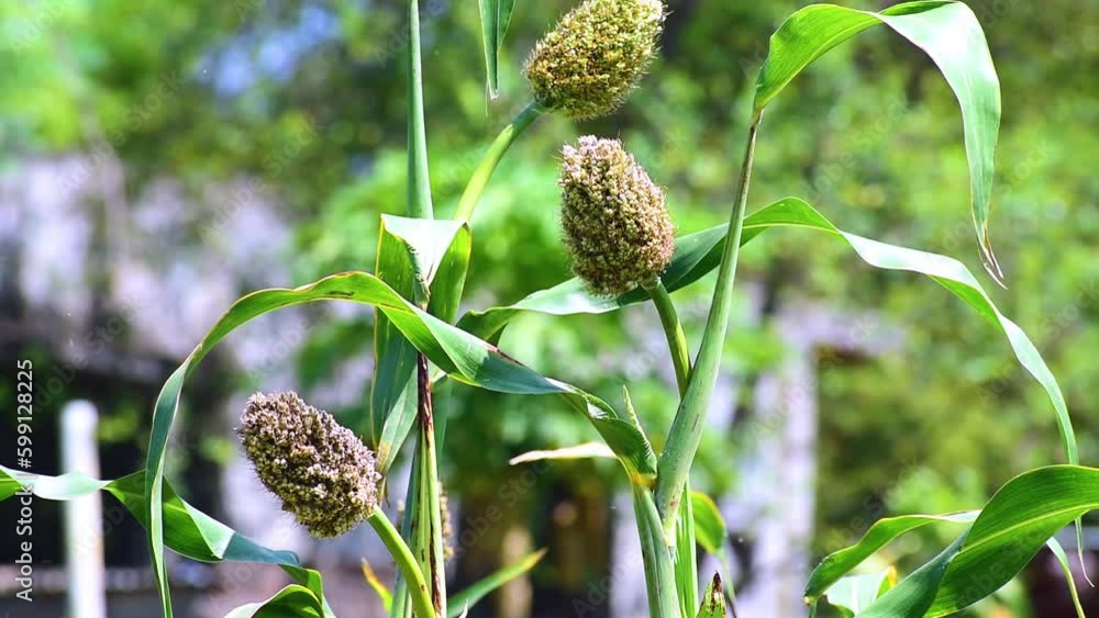 Sorghum bicolor, commonly called sorghum and also known as great millet ...