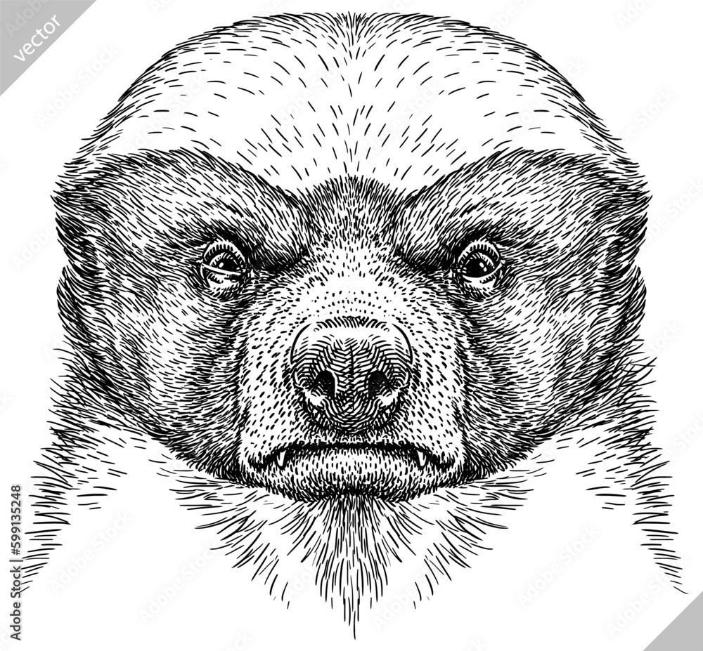 Vintage engraving isolated honey badger set illustration ink sketch ...