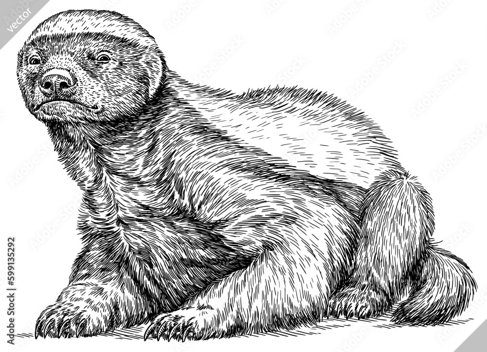 Vintage engraving isolated honey badger set illustration ink sketch ...