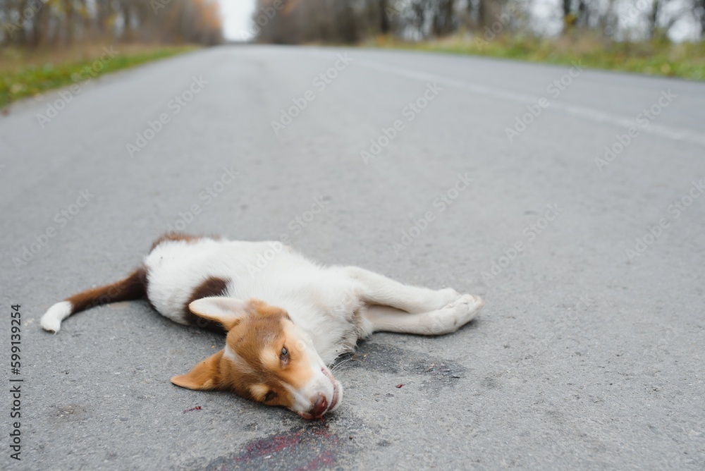 Foto de A dog is hit by a car and died on the road. Accidents with pets ... Foto de A dog is hit by a car and died on the road. Accidents with pets ...