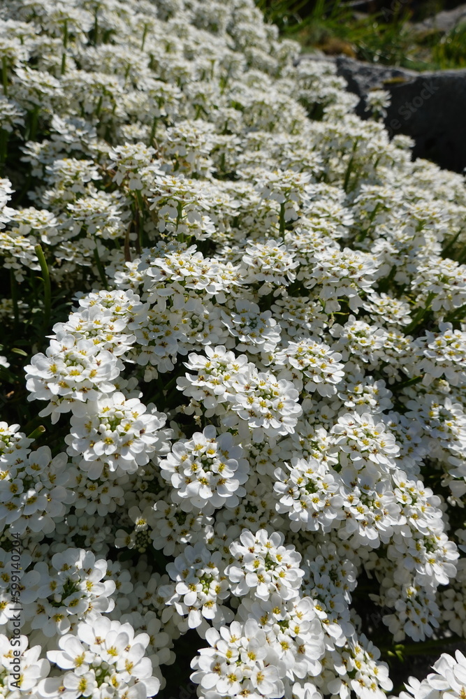 Iberis sempervirens, commonly called candytuft, is a low-growing ...