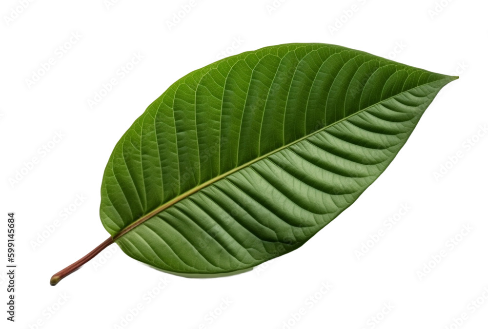 kratom mitragyna speciosa green leaf isolated transparent background ...