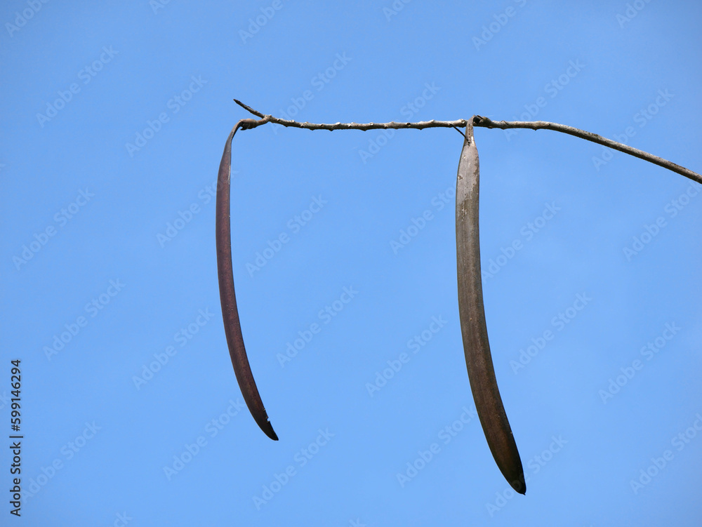Oroxylum indicum or Broken Bone tree,Showing fruits and leaves on high ...