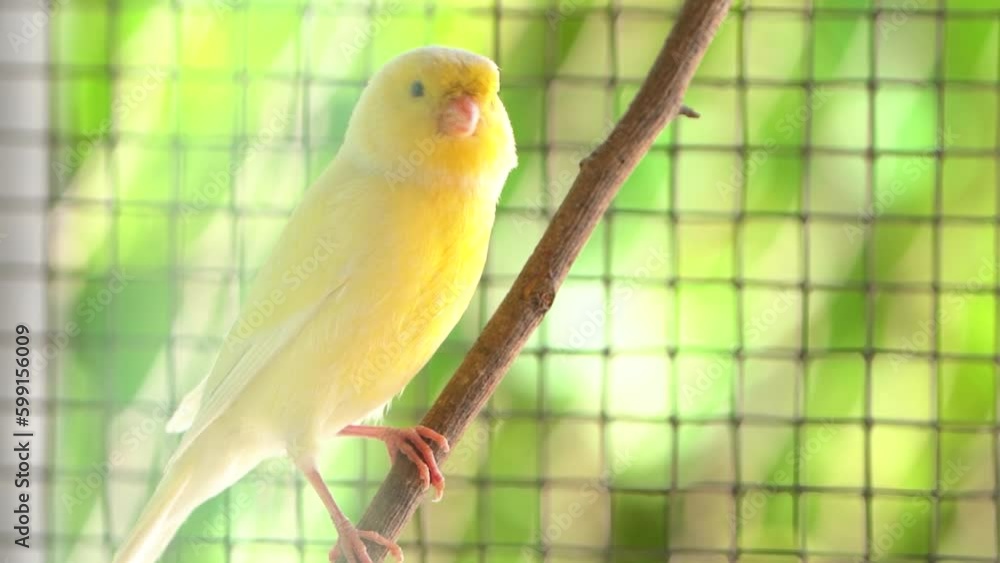 Canary bird inside cage perch on sticks and wires. Serinus canaria ...