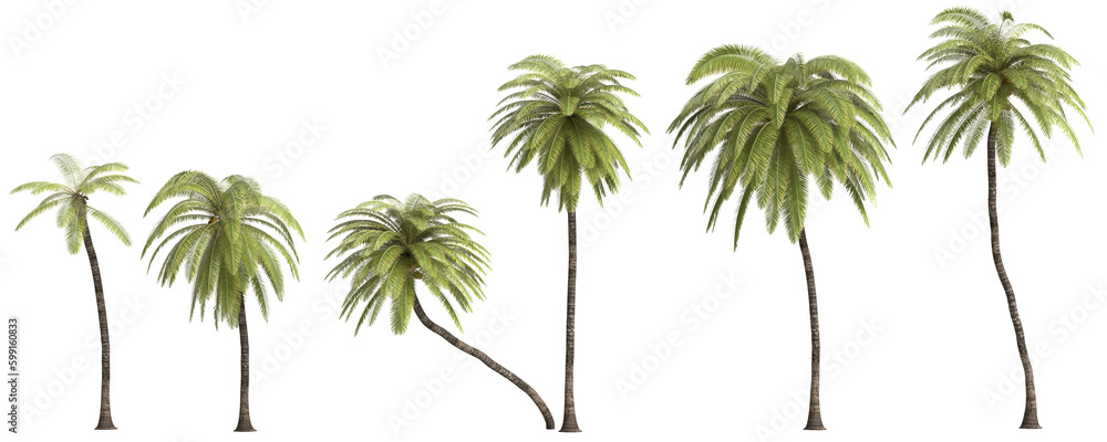3d illustration of set African oil palm isolated on transparent ...