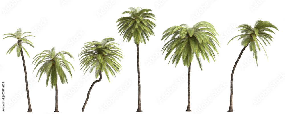 3d illustration of set African oil palm isolated on transparent ...