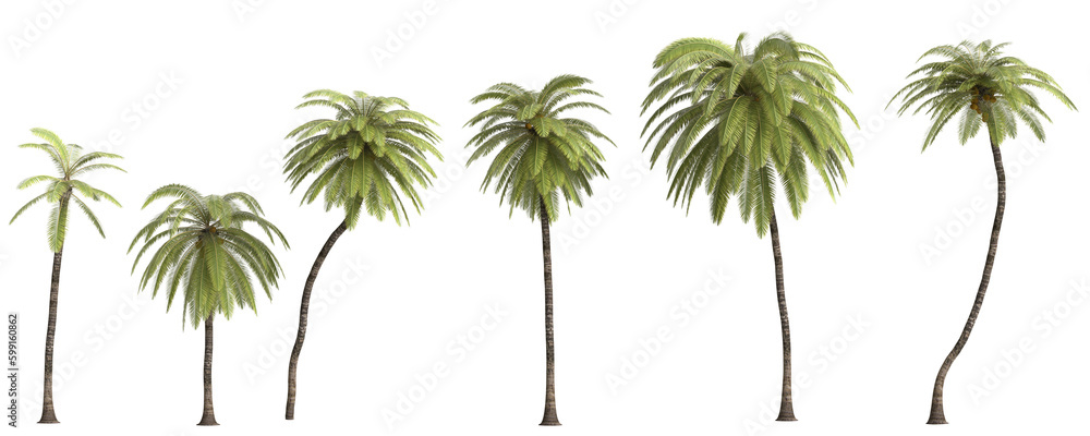3d illustration of set African oil palm isolated on transparent ...