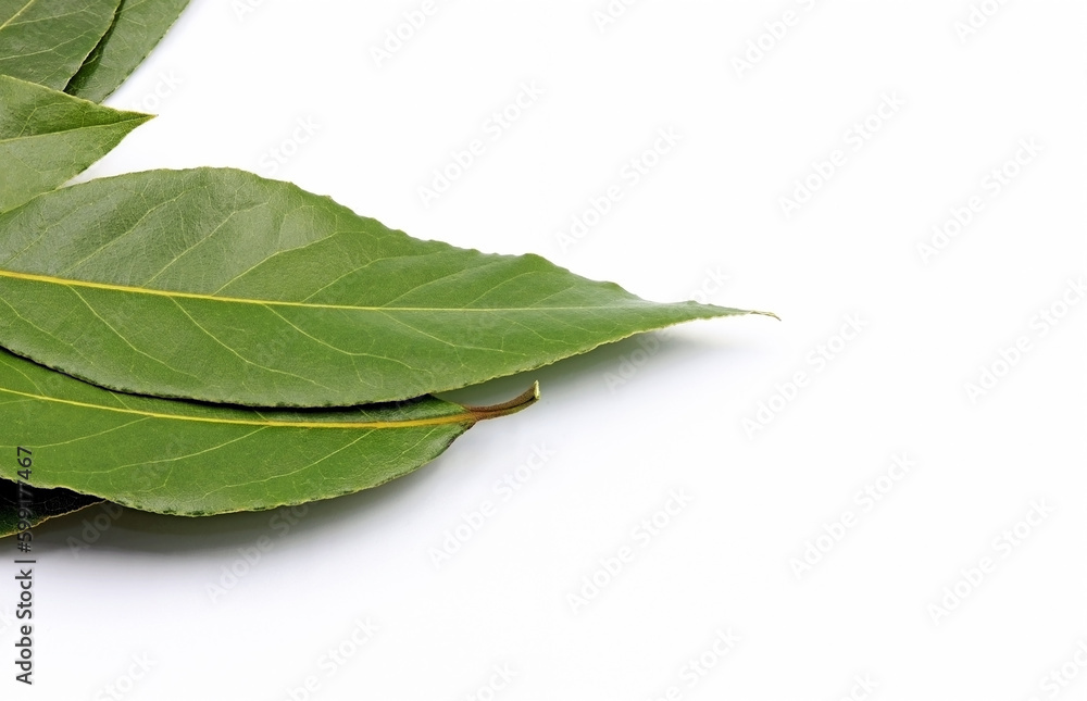 Bay leaves on white background. The bay is an evergreen tree with ...