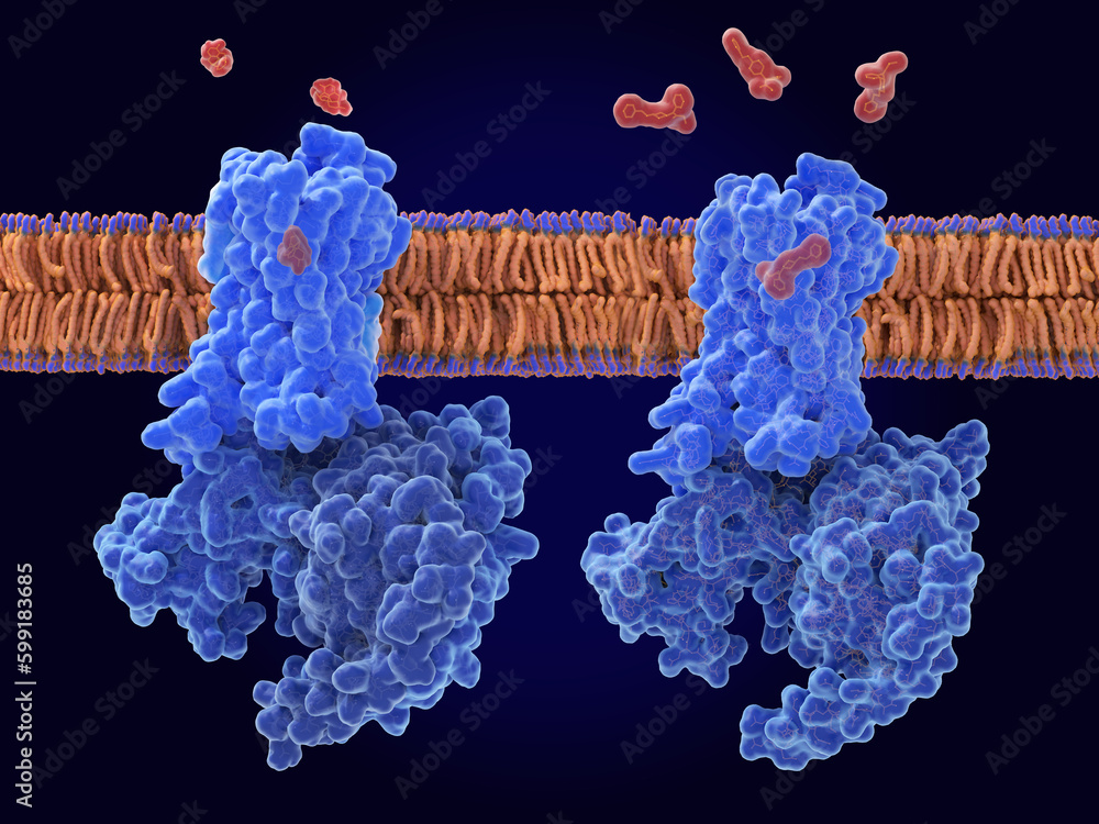 Morphine (left) and fentanyl bound to mu-opioid receptors. Fentanyl is ...
