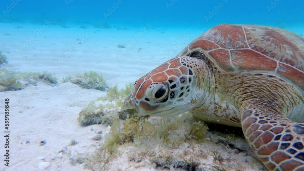 Close-up of a sea hawk turtle biting algae on the sandy reef bottom of ...