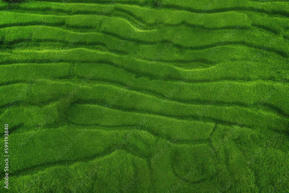 Dense green grass texture, high resolution. Perfect lawn, top view ...