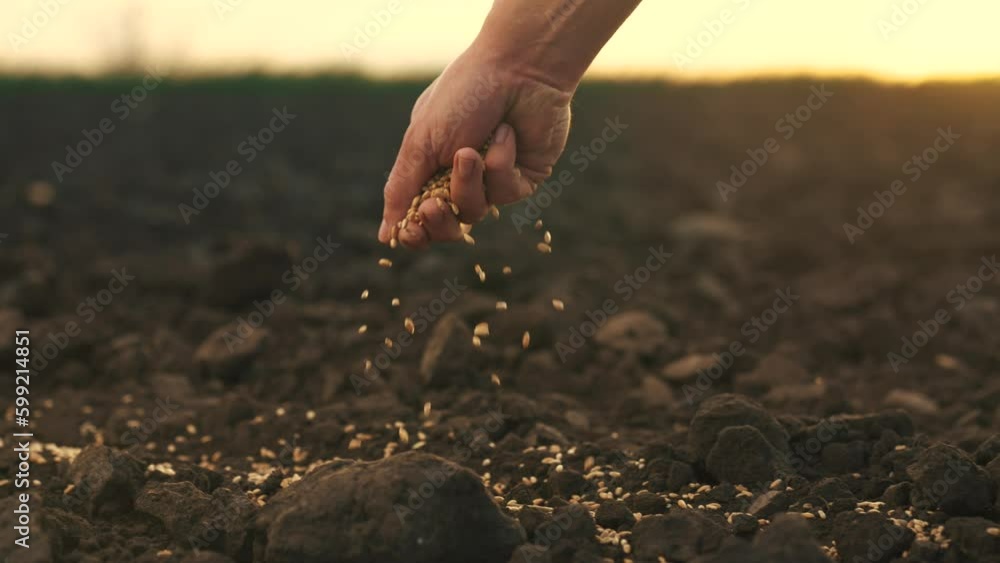 farmer hand planting grain in the soil. agriculture business concept ...