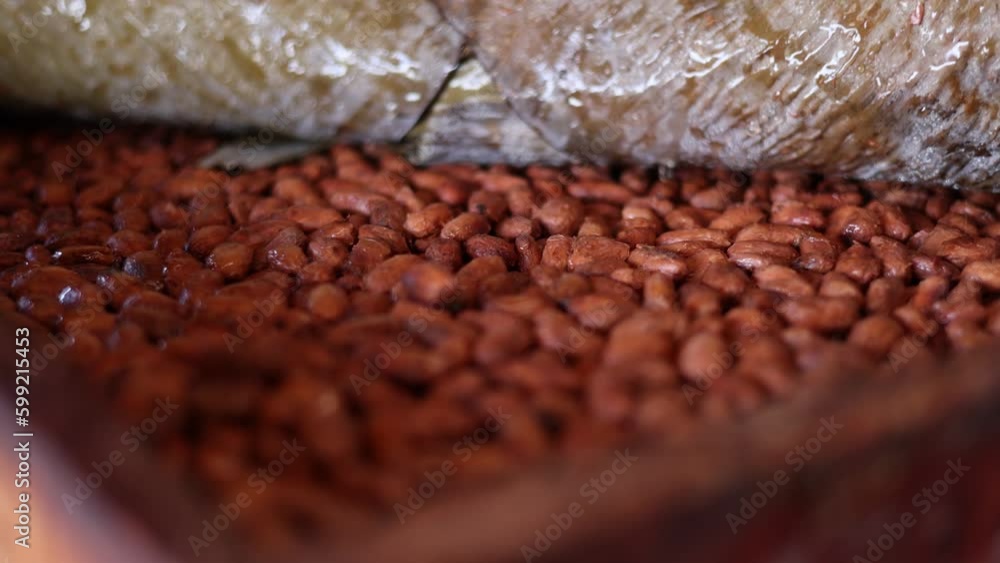 Cacao Beans Fermenting In A Wooden Box To Bring Out The Chocolate ...