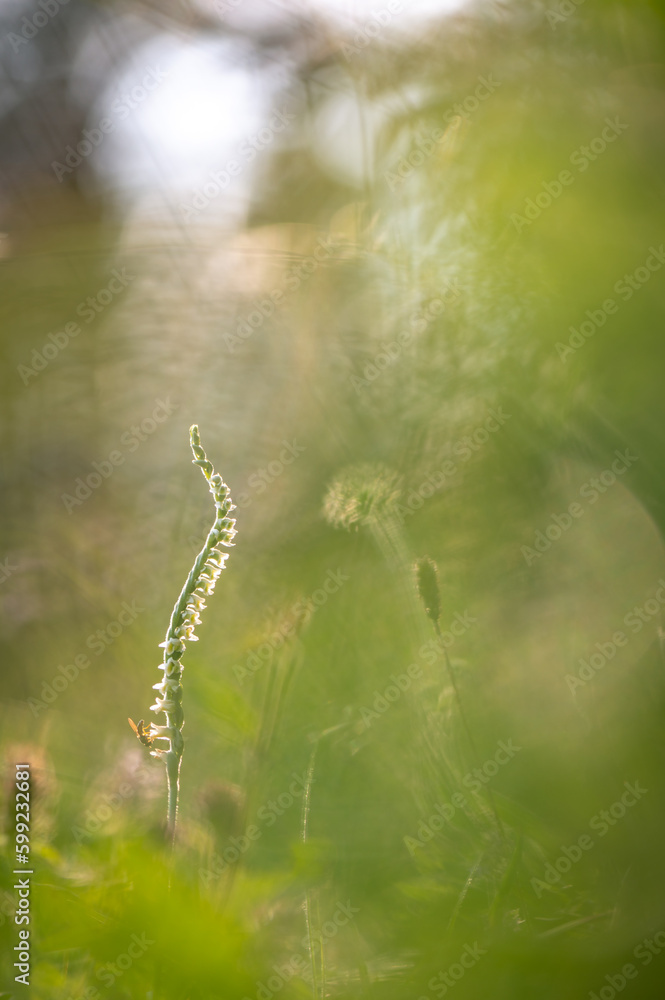 Beautiful very rare and endangered orchid, autumn lady's-tresses ...