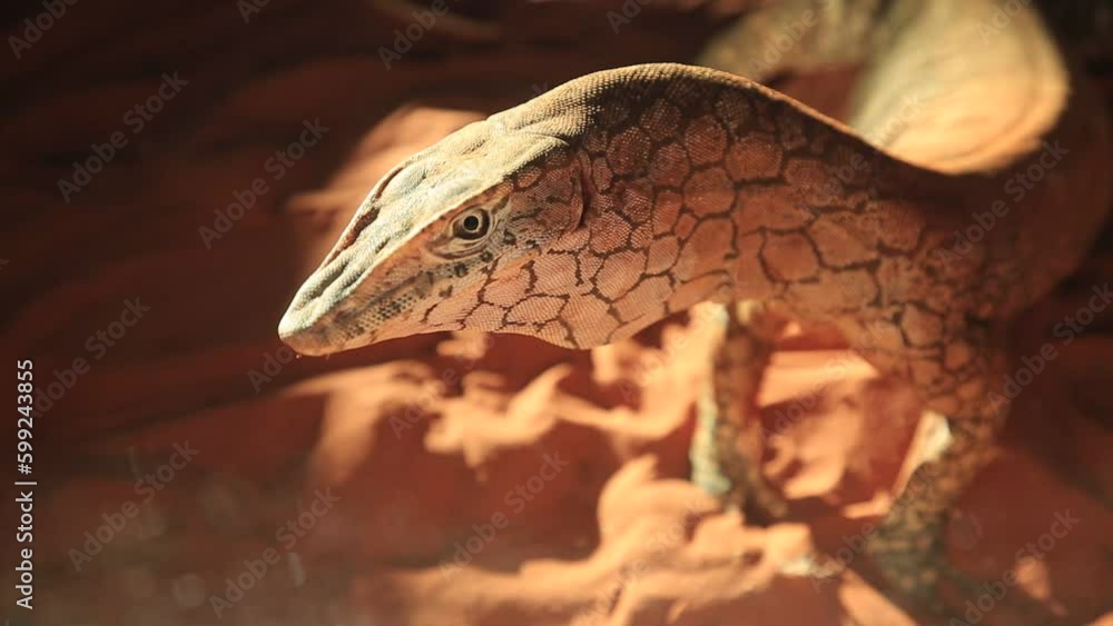 head of Perentie, Varanus giganteus, the largest monitor lizard or ...