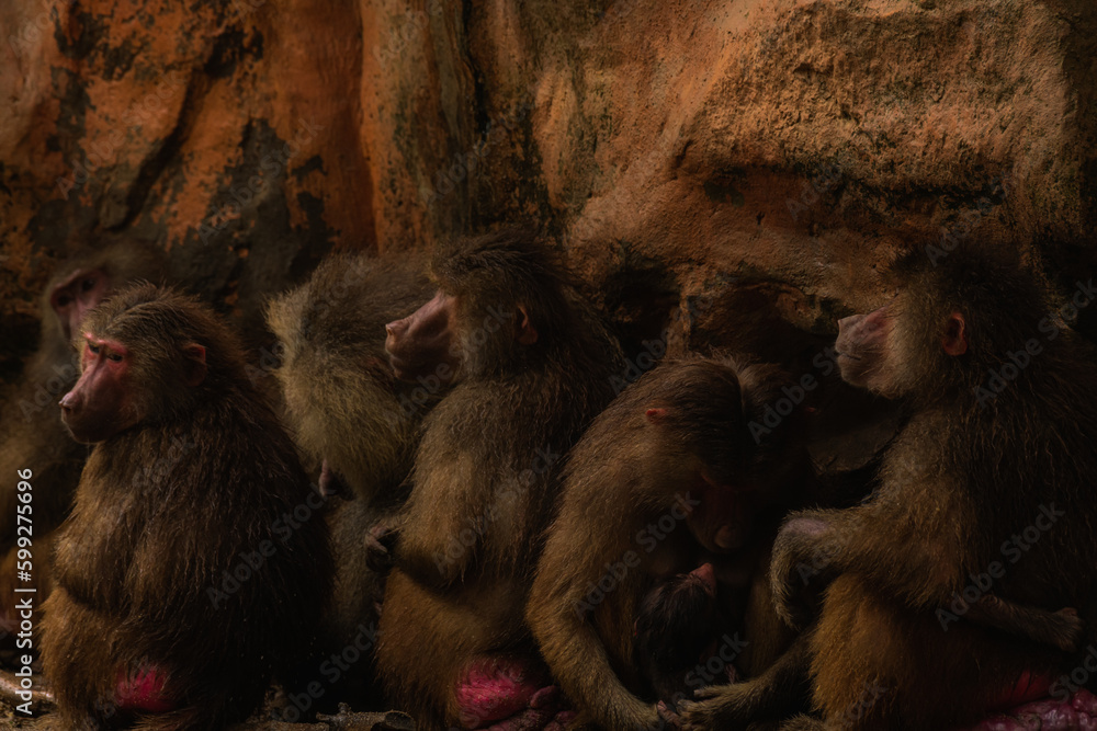 Family of Hamadryas Baboons Sitting Together in the cave hiding from ...