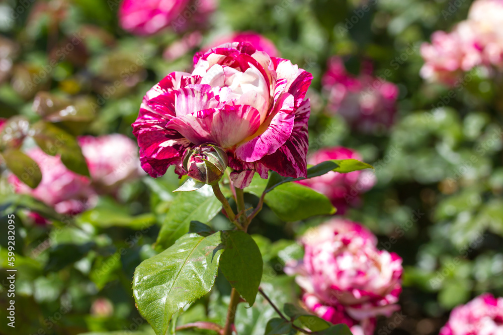 Bicolor shrub roses growing in botanical garden, rosarium flowerbed ...