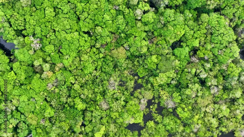Amazon Forest At Manaus Amazonas Brazil. Forest Landscape Country Ranch ...