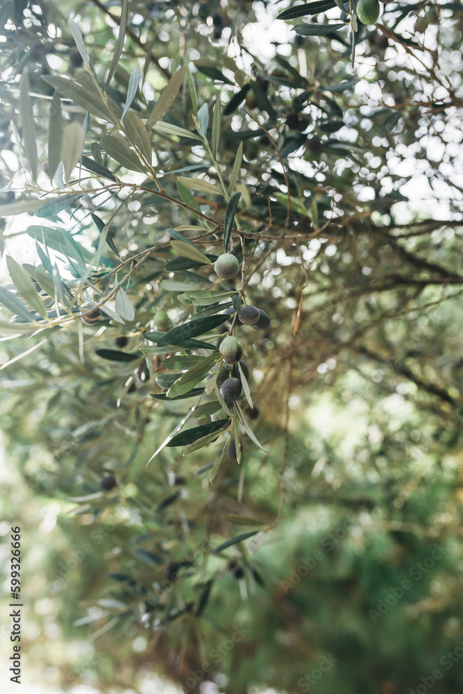 Olive trees with fruits glow beautifully at sunset. Garden with olive ...