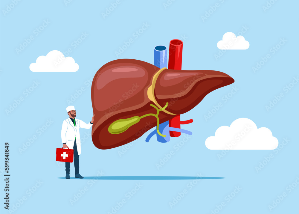 The physician, specialist holds a big sign - Anatomy structure hepatic ...