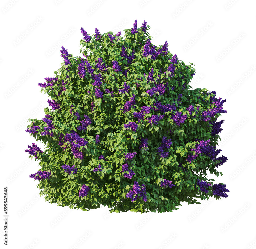 flowers tree png image _ flower tree in isolated white back ground ...