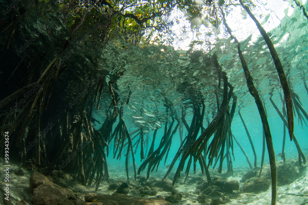 Sunlight filters underwater into the shadows of a dark mangrove forest ...