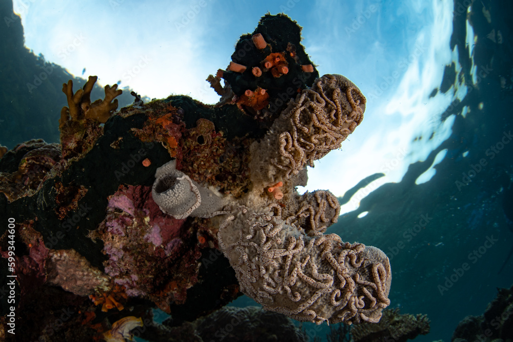 Small sea cucumbers live symbiotically with a tube sponge on a reef in ...