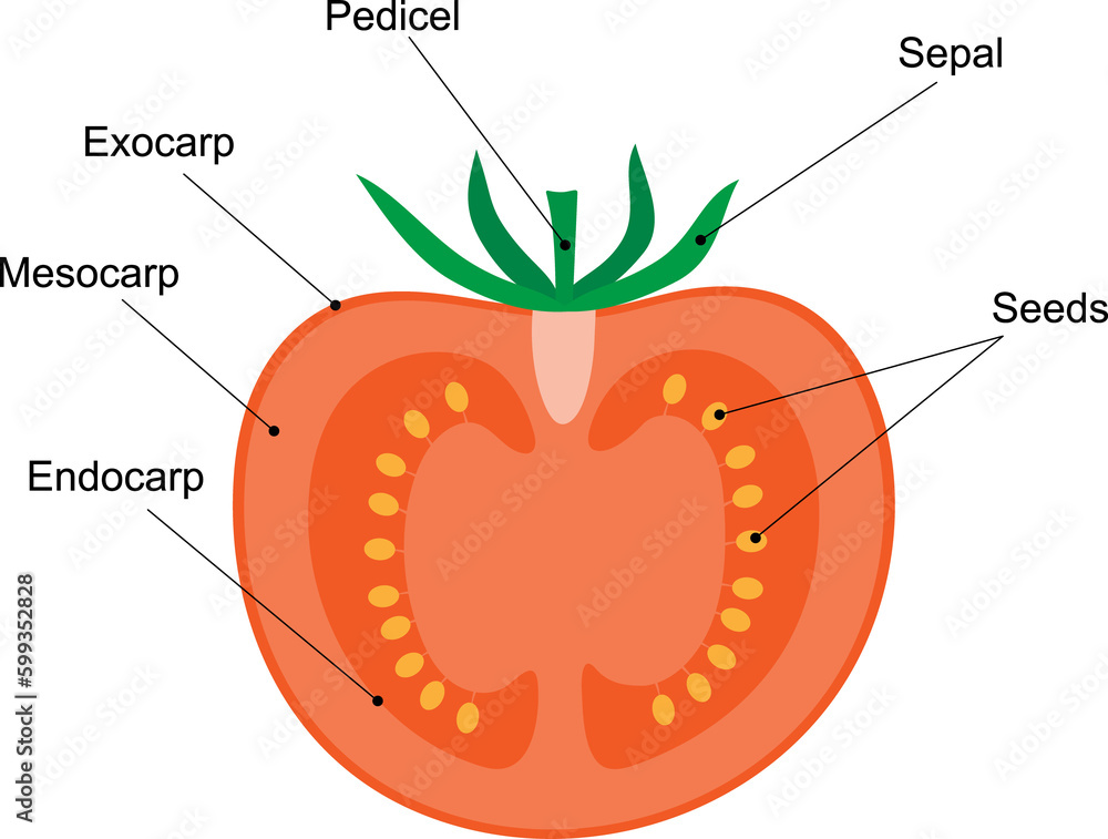 The fruit is a berry, diagram. Longitudinal section of a tomato. Fleshy ...