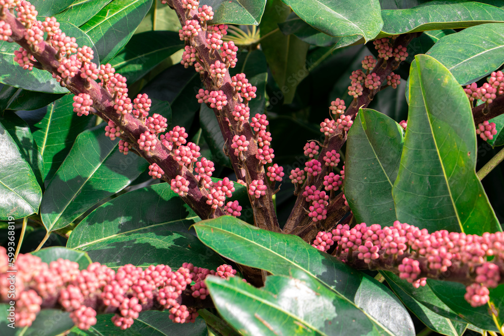 Flowering seed plants of Queensland umbrella tree, Octopus tree ...