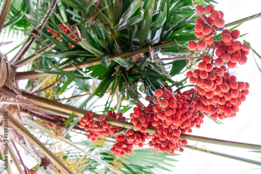 Cluster of many ripe fruits of the Ruffled Fan Palm, Vanuatu Fan Palm ...