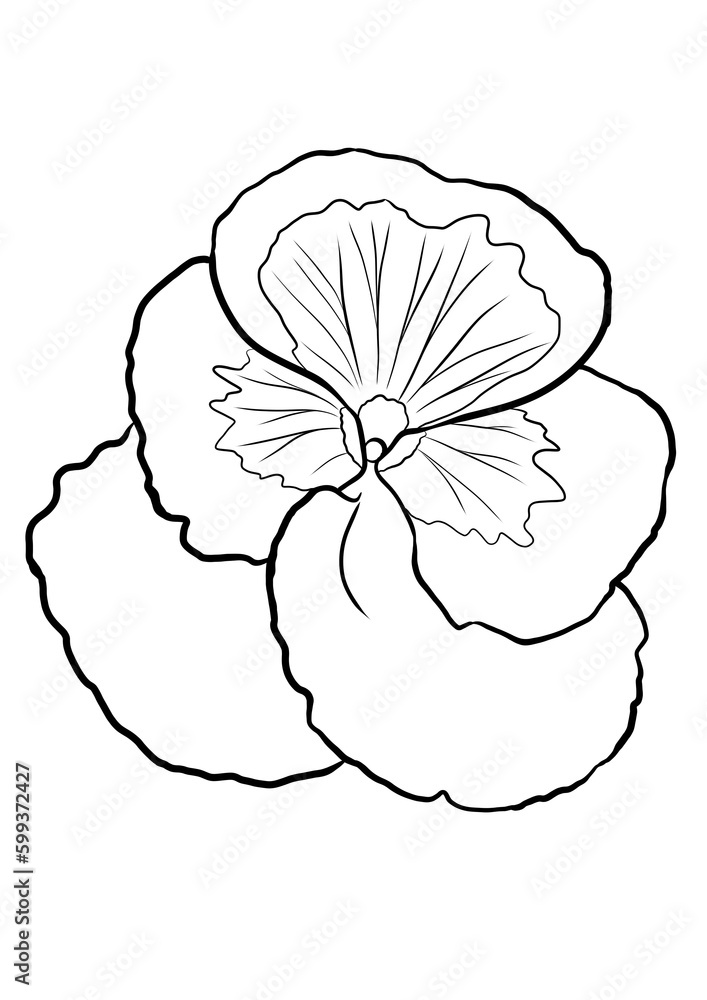 pansy flower outline illustration on transparent background Stock ...