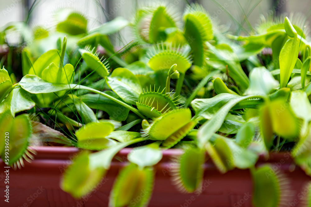 Selective focus view of Venus flytrap (Dionaea muscipula). It is a ...