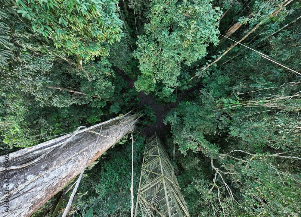 Amazon rainforest canopy tower as viewed from above Stock Photo | Adobe ...