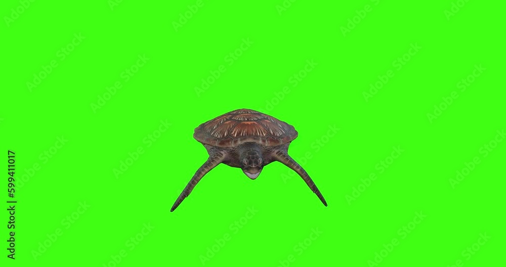 one 3d realistic turtle undersea swimming animation on green screen ...