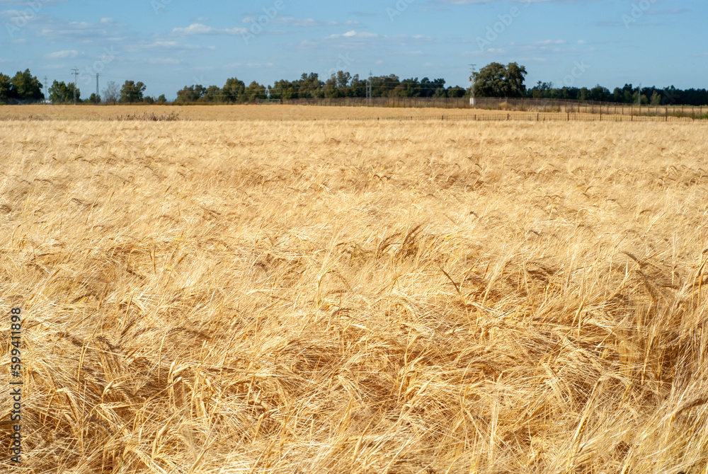 Campo de trigo amarillo o dorado listo para ser cosechado. Stock Photo ...