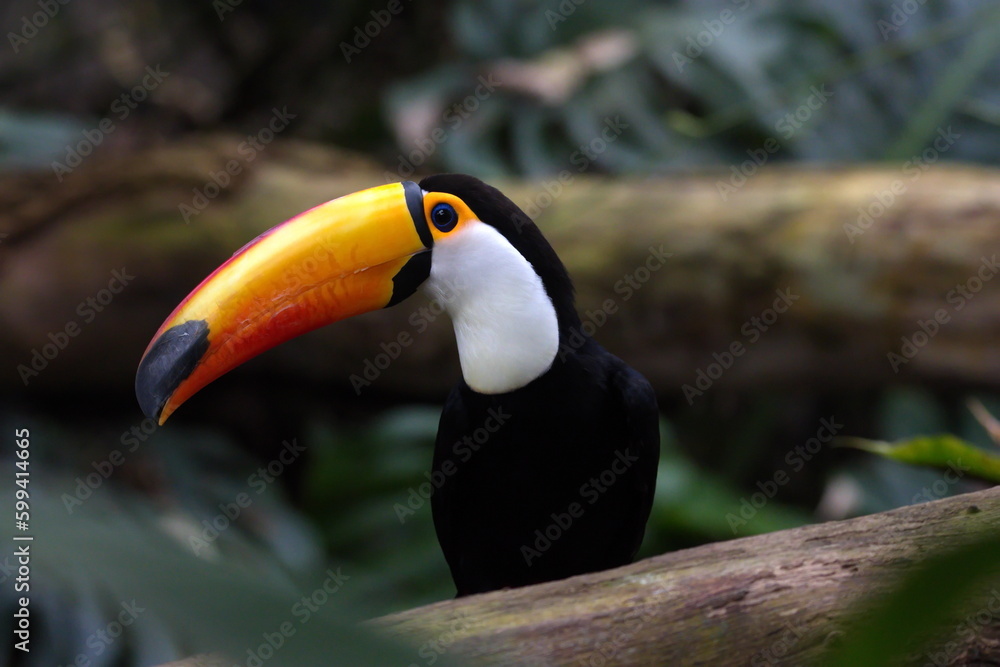 großer Tukan Stock Photo | Adobe Stock