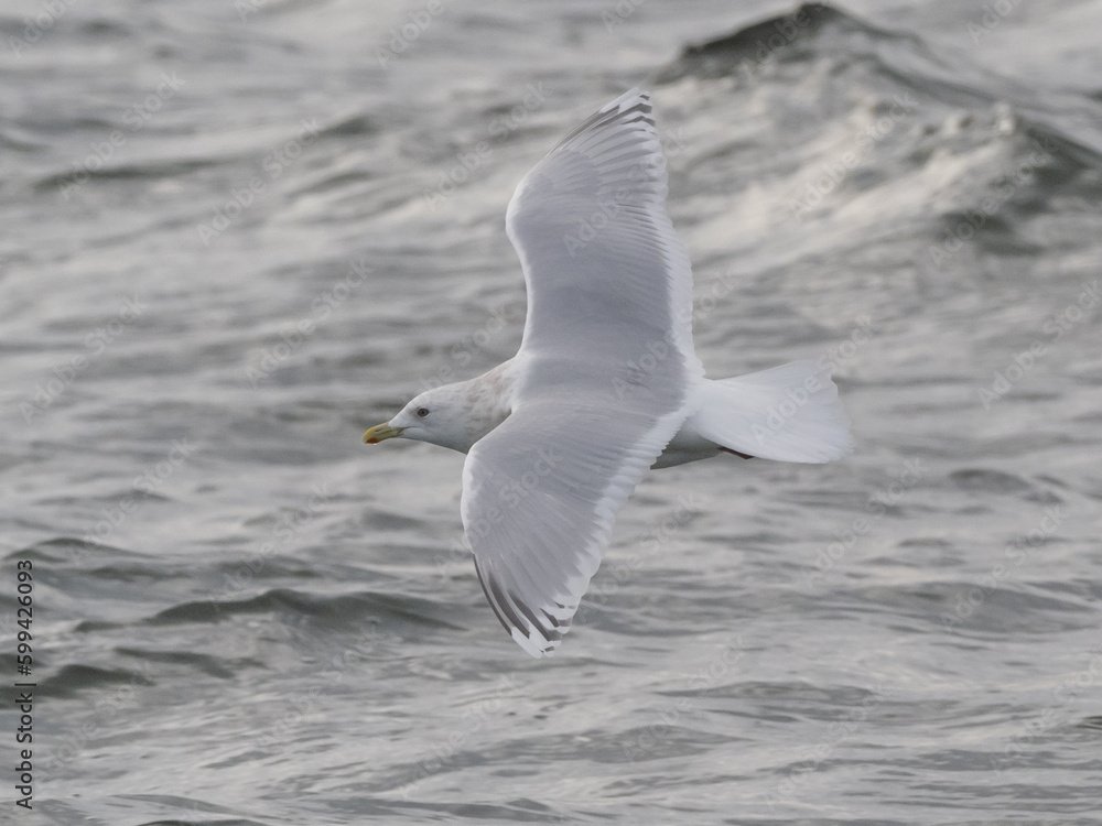 Adult Kumlien's Iceland Gull in winter in flight over the ocean Stock ...