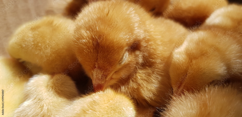 Yellow fluffy small chickens of hens (Gallus gallus) napping and ...