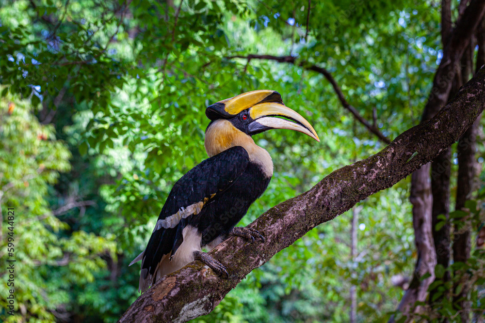 Hornbills are large, endangered, fruit-eating birds found across Asian ...