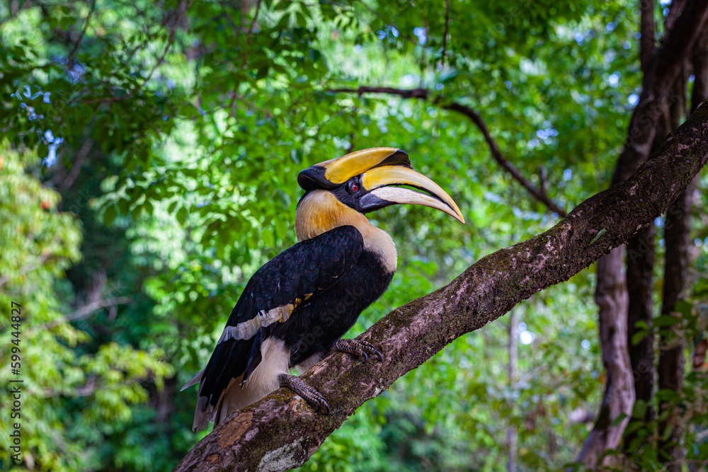 Hornbills are large, endangered, fruit-eating birds found across Asian ...