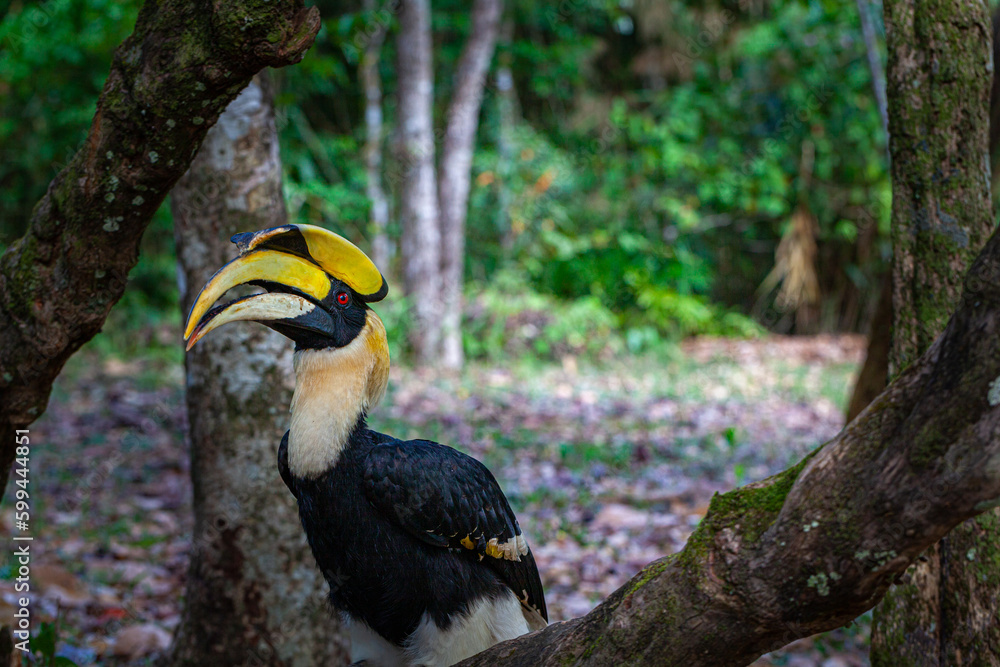 Hornbills are large, endangered, fruit-eating birds found across Asian ...